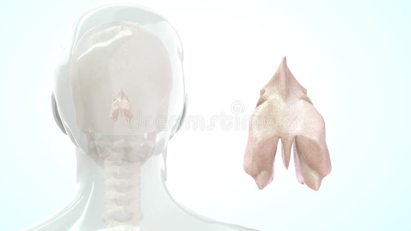 Ethmoid Bone - 3D MODEL ANIMATION Stock Footage - Video of bone ...