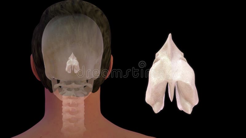 Ethmoid Bone - 3D MODEL ANIMATION Stock Footage - Video of bone ...