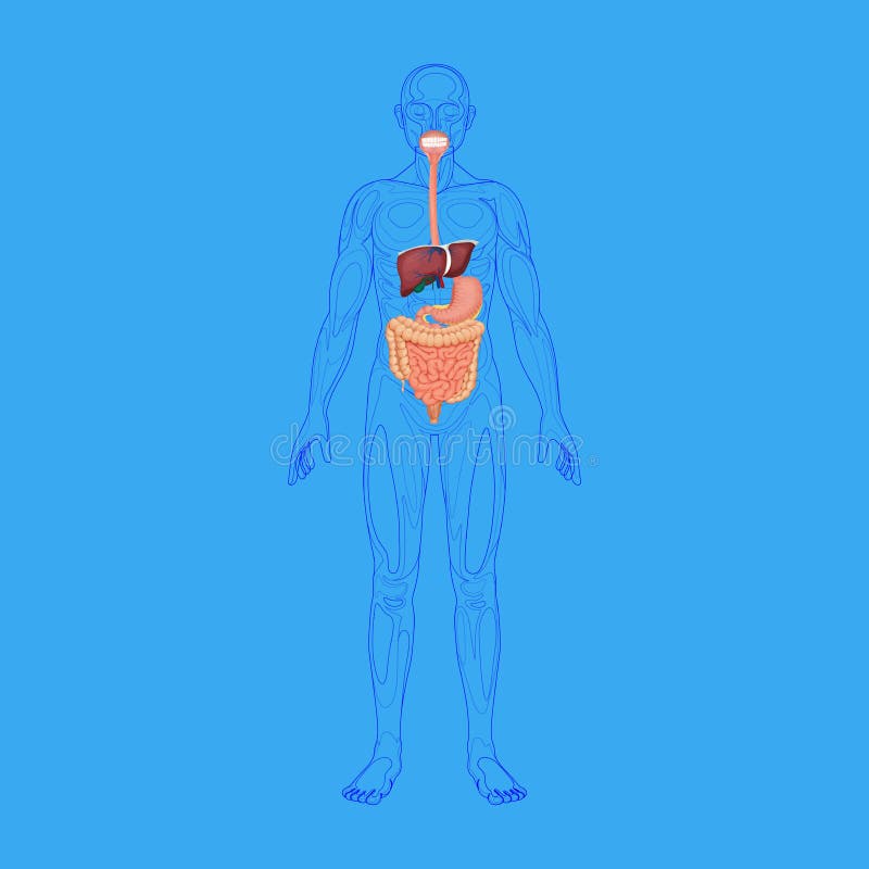 Location of the Gastrointestinal Tract in the Body, the Human Digestive ...