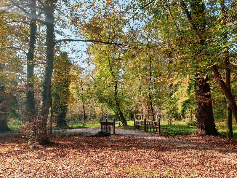 Arbor in the park stock photo. Image of branch, gold - 162152140