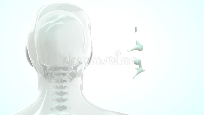 The Ear Bone, Also Called the Auditory Oscillum, is Any of the Three ...