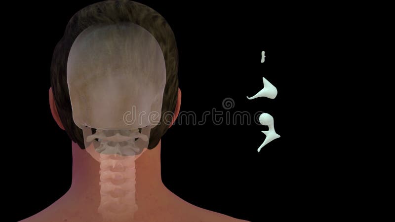 Malleus Incus Stapes