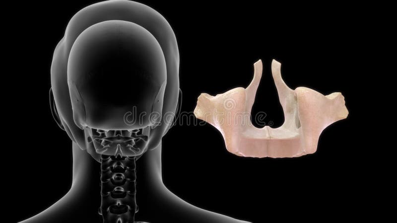 Location of Maxilla Bone in Human Stock Footage - Video of skeletal ...