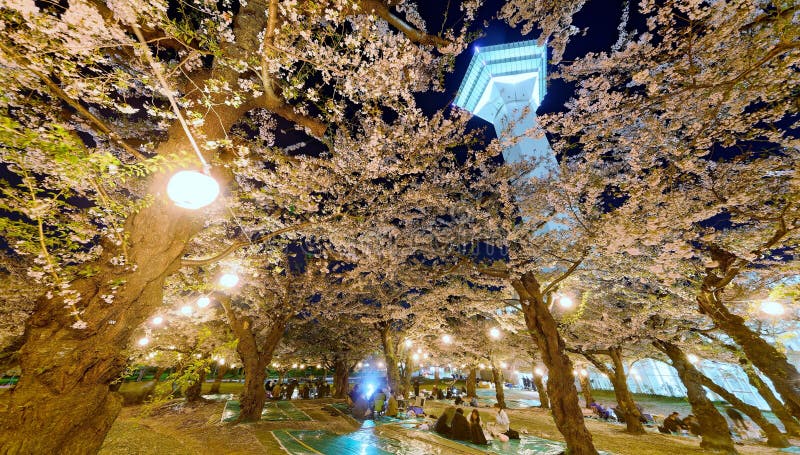 In Sakura Hanami Festival, a Popular Leisure Activity in Spring, People ...