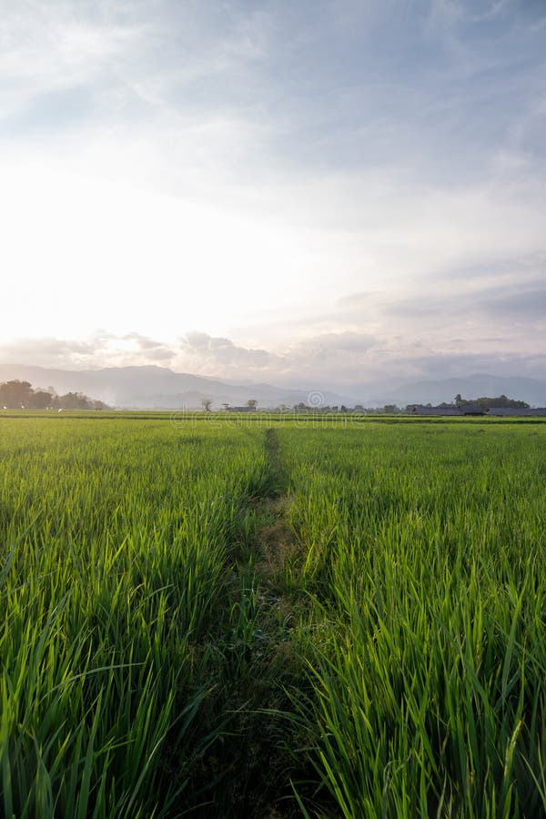 The Rice Fields are Wide and Beautiful because the View Behind Them is ...