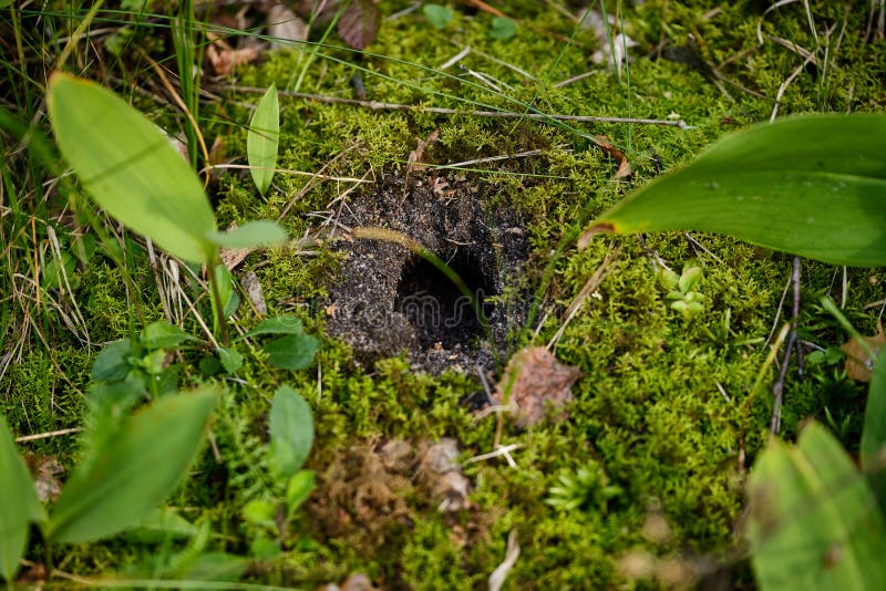 Loch im Wald im Boden stockfoto. Bild von masse, beschädigung - 158887818
