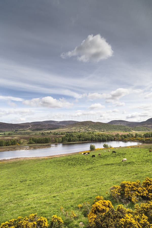 Loch Mhor in the Highlands of Scotland. Stock Photo - Image of broom ...