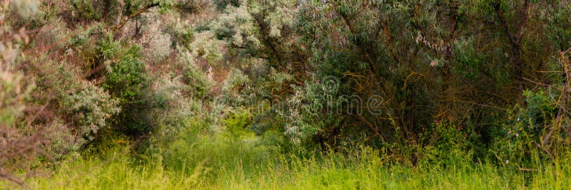 Loch Silvery Grove. Silverberry or Elaeagnus Commutata Bushes Stock ...