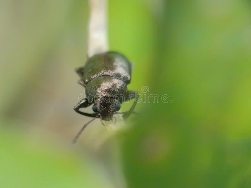 Lochmaea Suturalis, Commonly Referred To As the Heather Beetle Stock ...