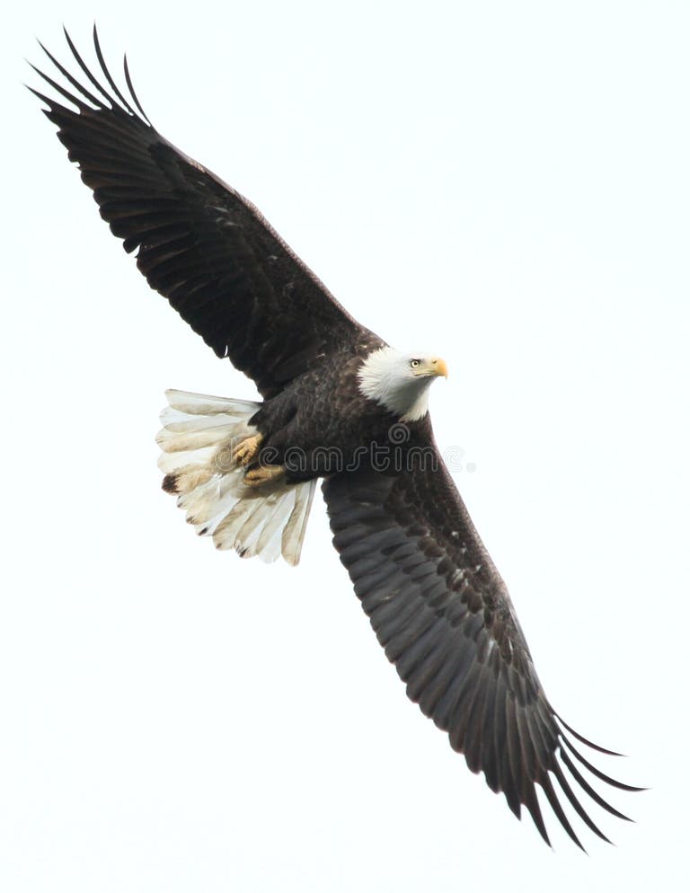 Chase Bank Free Icons Stock Photos - Free & Royalty-Free Stock Photos ...