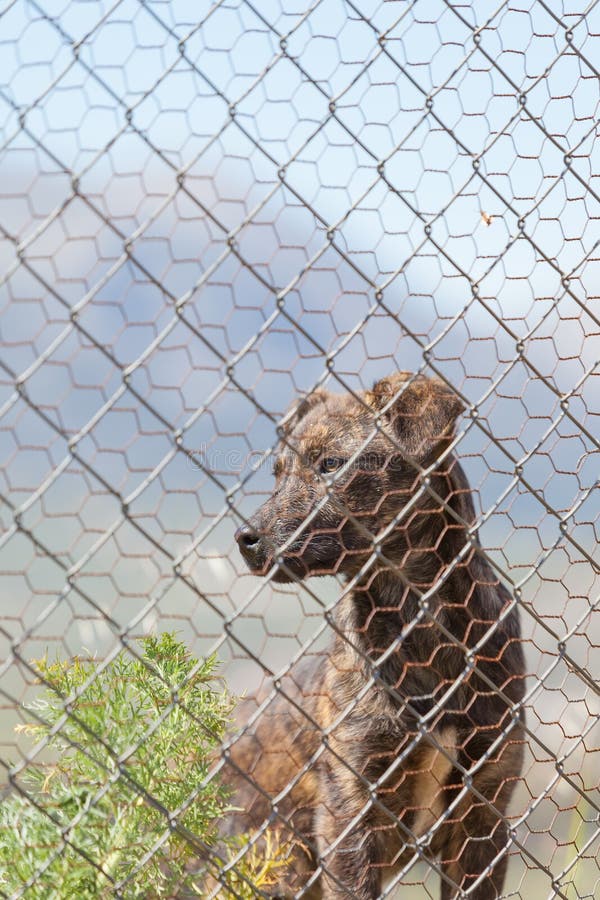 Locked guard dog baby stock image. Image of sunshine - 41132087