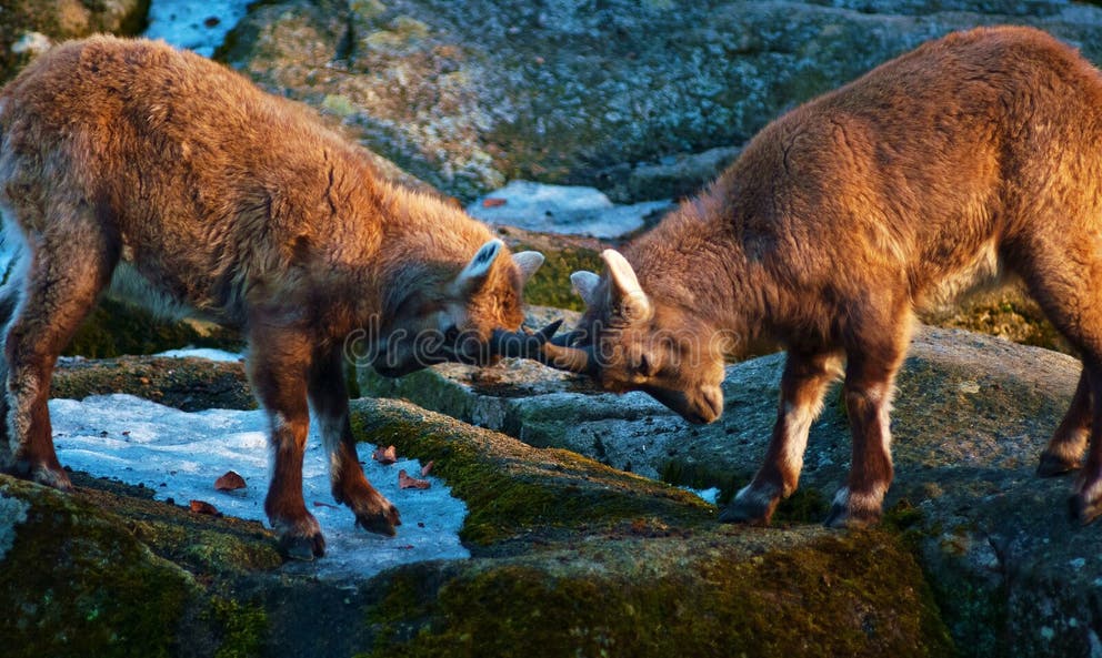 Locked horns stock photo. Image of animals, wildlife - 13526718