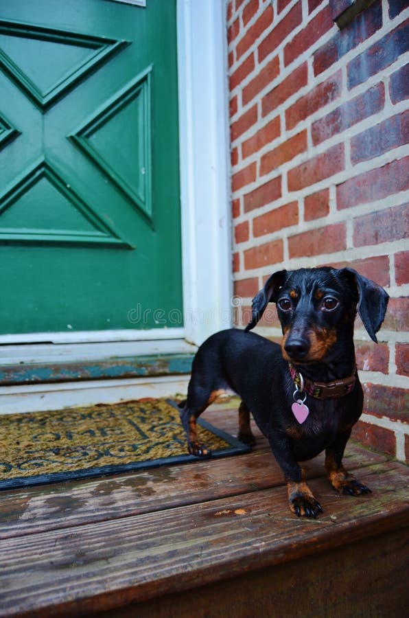 Locked Out stock image. Image of green, doggy, wander - 52441907