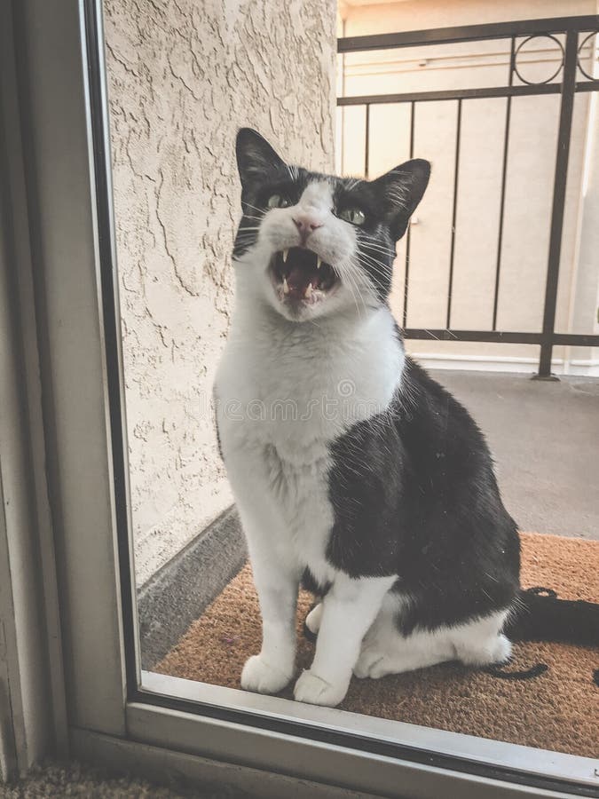 Cat Locked Out Stock Photos - Free & Royalty-Free Stock Photos from ...