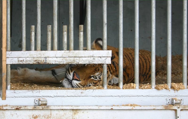 Locked up tiger stock photo. Image of feline, wild, cage - 2389132