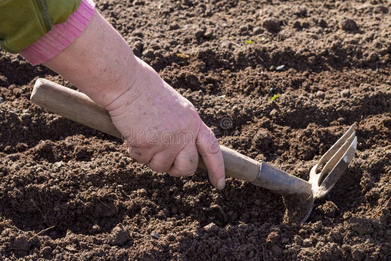 Lockerung Des Bodens Mit Handrechen Stockfoto - Bild von hacken, ernte ...