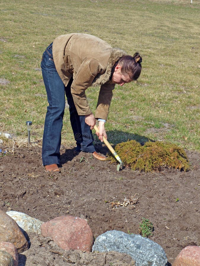 Auflockern Des Bodens Mit Einem Rechen Zum Anpflanzen Stockfoto - Bild ...