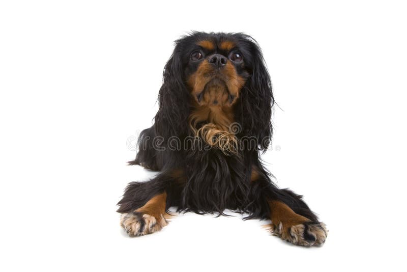 Lockiger behaarter Hund stockbild. Bild von hund, freundlich - 2866181