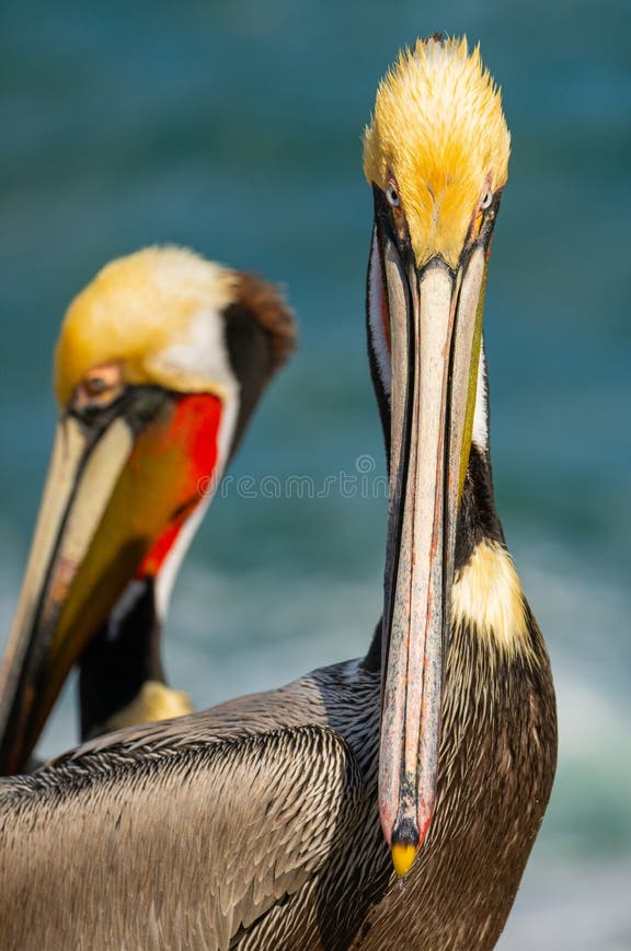 Locking Eyes with a Grumpy Looking Brown Pelican Stock Photo - Image of ...