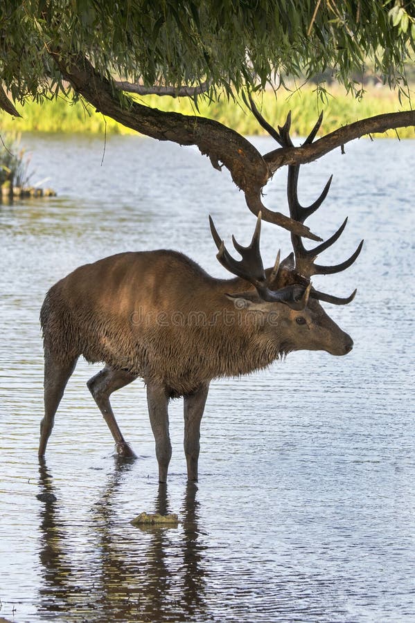 Locking horns with a tree stock photo. Image of kings - 258430238