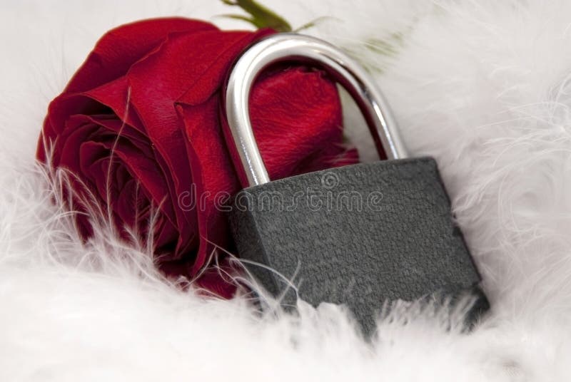 Locks and red rose stock image. Image of passion, security - 65936275