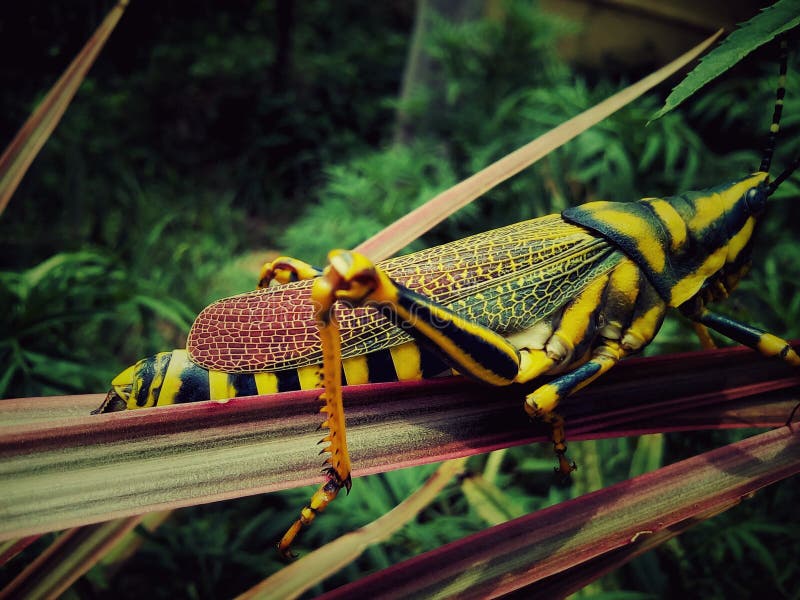 Loctus en la hoja foto de archivo. Imagen de planta - 186339186