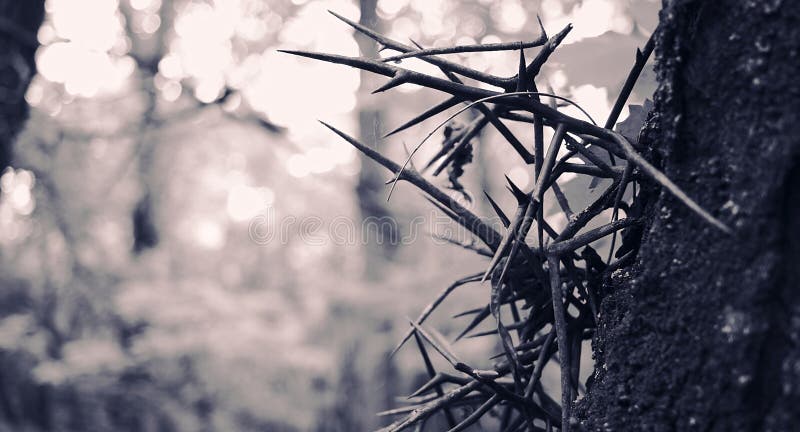 Locus Picture. Image: 93552556