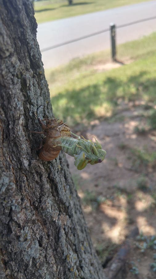 Locus stock image. Image of locus, skin, shedding, molting - 100282825