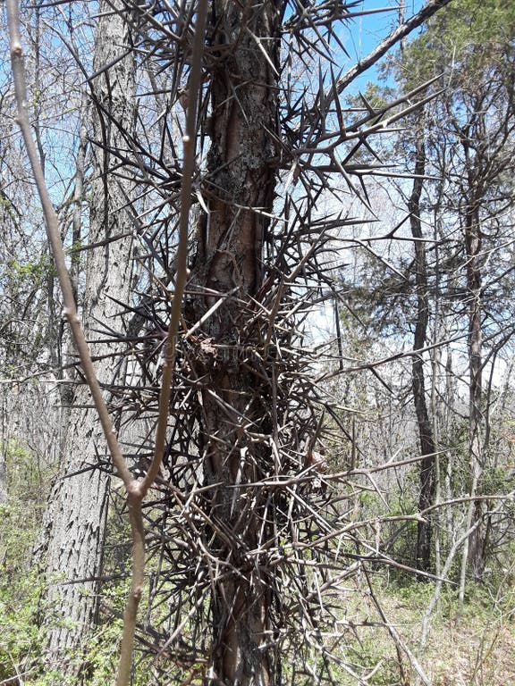 Locus tree stock photo. Image of tree, locus, sharp - 145954040