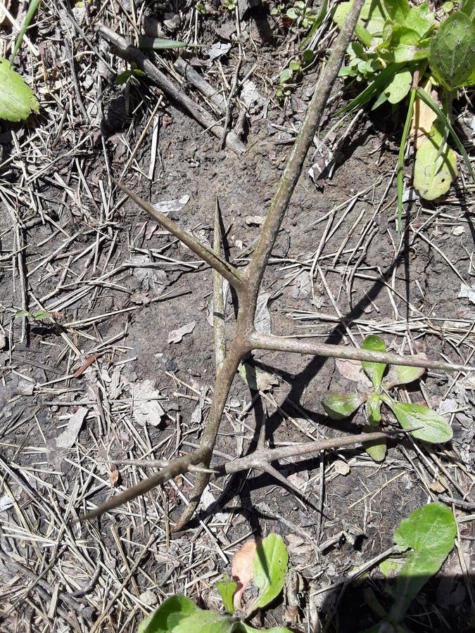 Locus tree thorn stock photo. Image of locus, thorn - 145953978