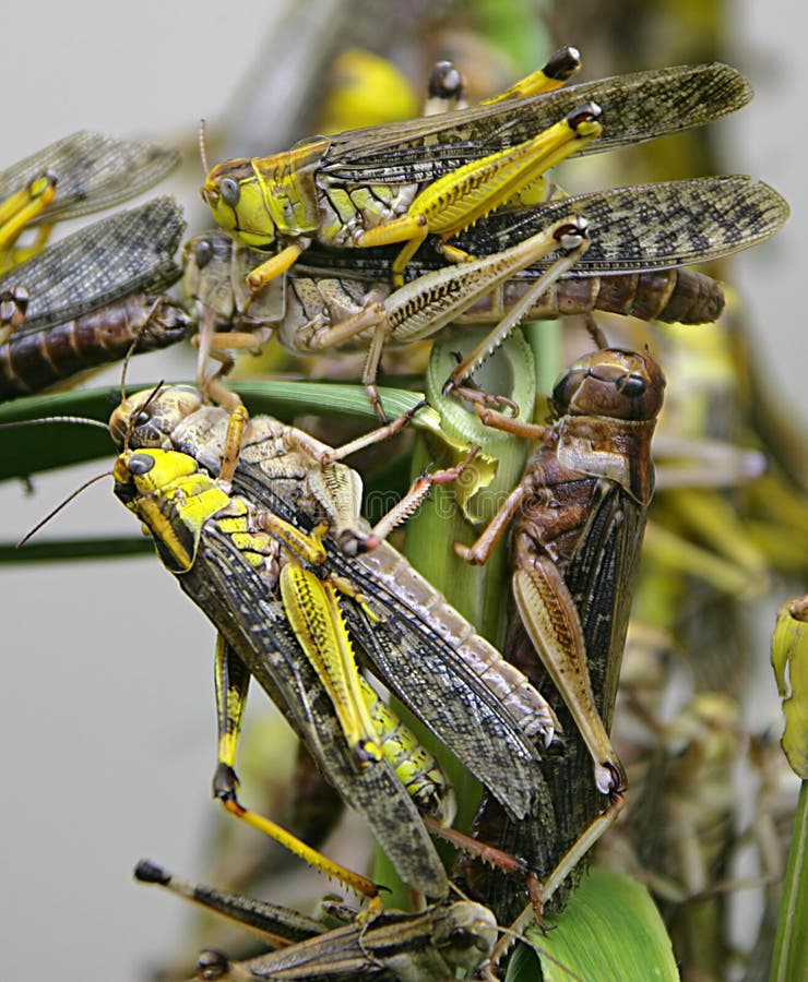 Locust 1 stock image. Image of animal, devour, mandible - 1668889