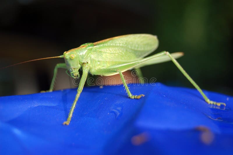 Locust stock image. Image of arthropod, look, green, animal - 1016101