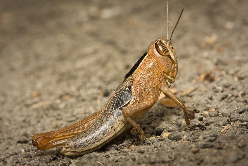 Locust stock photo. Image of eyes, antenna, plague, plant - 10312590