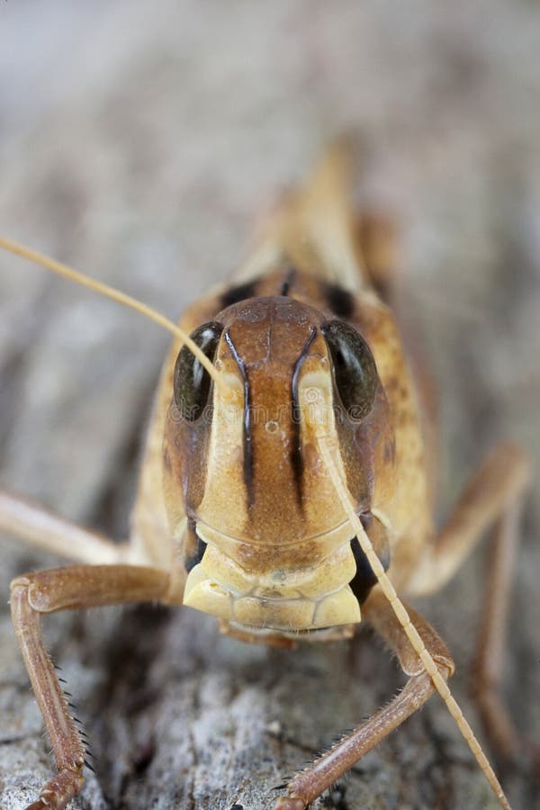 Locust 1 stock image. Image of animal, devour, mandible - 1668889