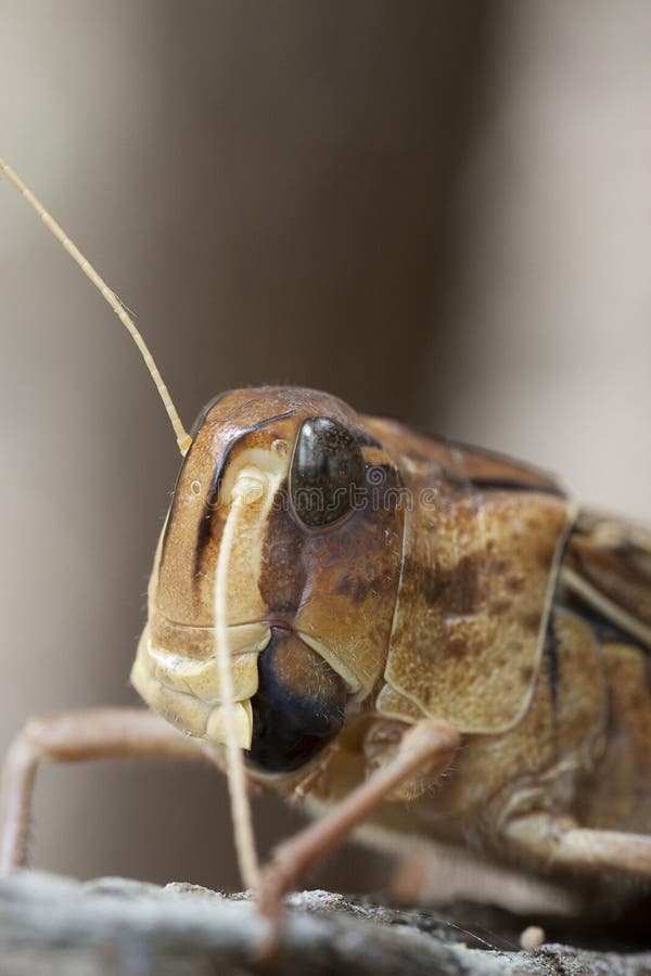 Locust stock photo. Image of insect, locust, guttulosa - 11359552