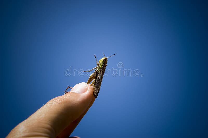 Locust stock photo. Image of color, grasshopper, hand - 1172500