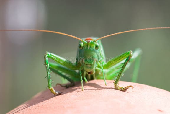 246 Scary Locust Stock Photos - Free & Royalty-Free Stock Photos from ...