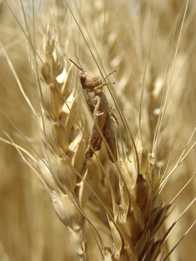 Locust stock image. Image of gold, cereal, natural, plant - 15028369