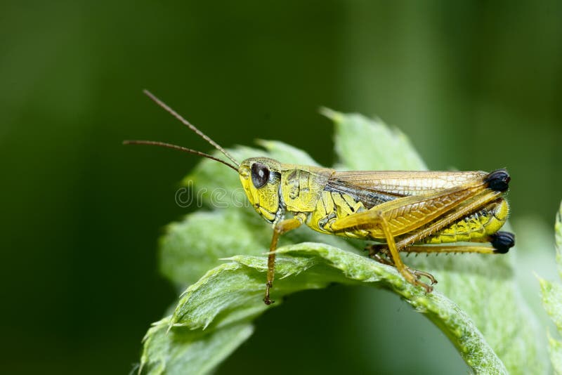 Locust stock photo. Image of wildlife, green, wild, closeup - 15012452