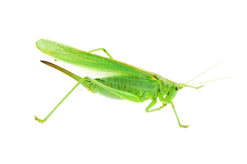 777 Flying Locust Stock Photos - Free & Royalty-Free Stock Photos from ...