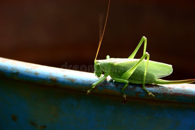 Locust stock photo. Image of feelers, mares, close, green - 187818