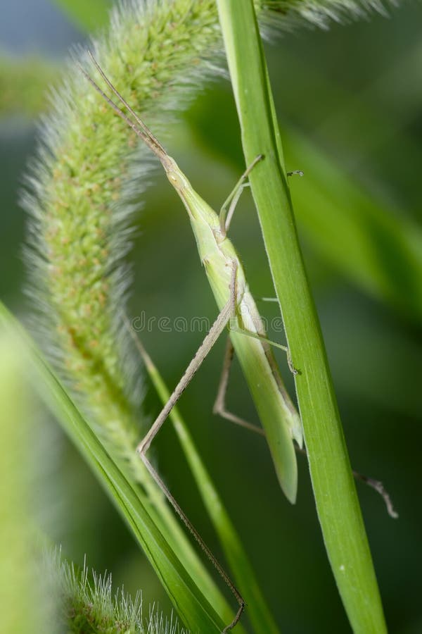 Locust stock photo. Image of close, locust, animals, wild - 20760082