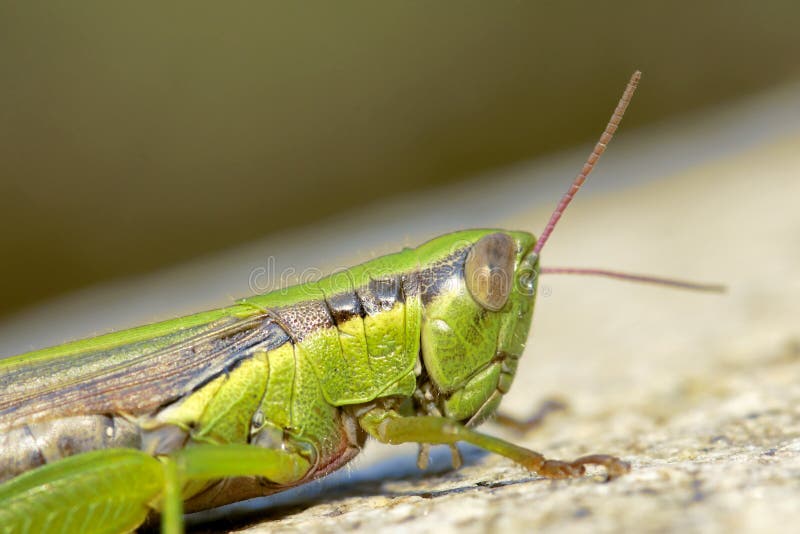 Locust stock image. Image of wildlife, animals, closeup - 21311125