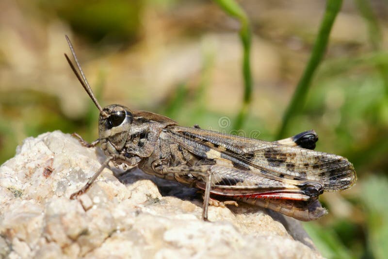 Locust stock photo. Image of wildlife, locusts, grasshoppers - 21311736
