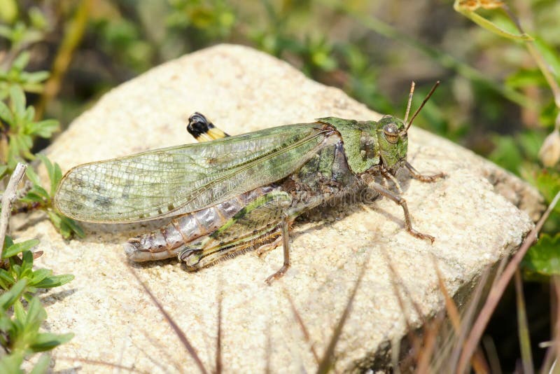 Locust stock photo. Image of natural, nature, feelers - 21311826