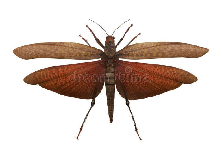 902 Flying Locust Stock Photos - Free & Royalty-Free Stock Photos from ...