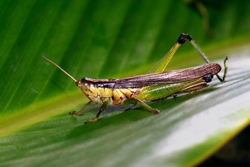 Locust 1 stock image. Image of animal, devour, mandible - 1668889