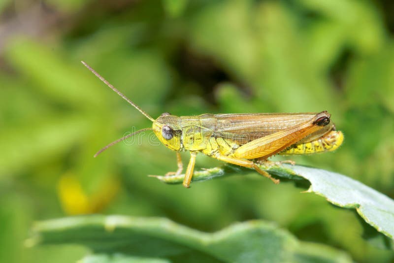 Locust stock image. Image of nature, insect, grasshopper - 25309775