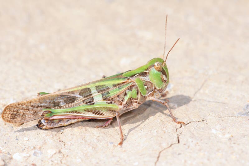 Locust stock photo. Image of animal, insect, insects - 25546532