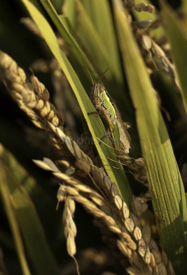 Rice Field stock photo. Image of yellow, field, seed - 27017474